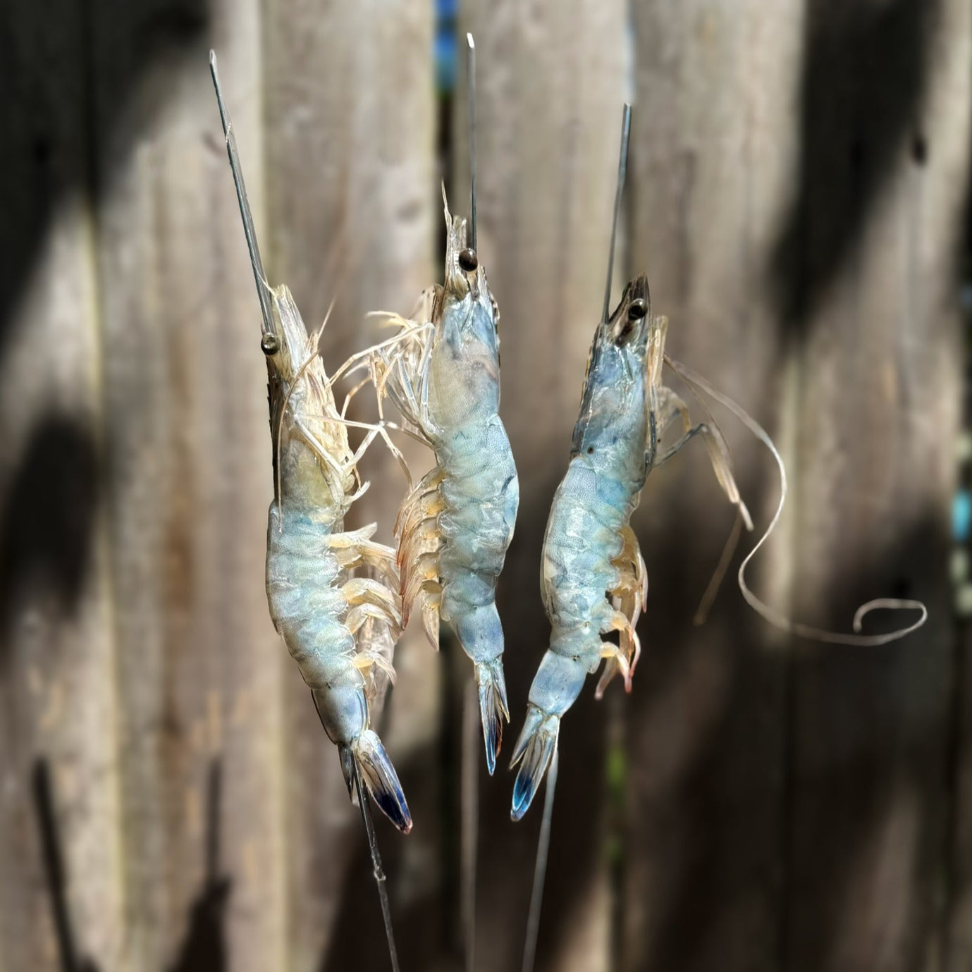 Blue Prawns