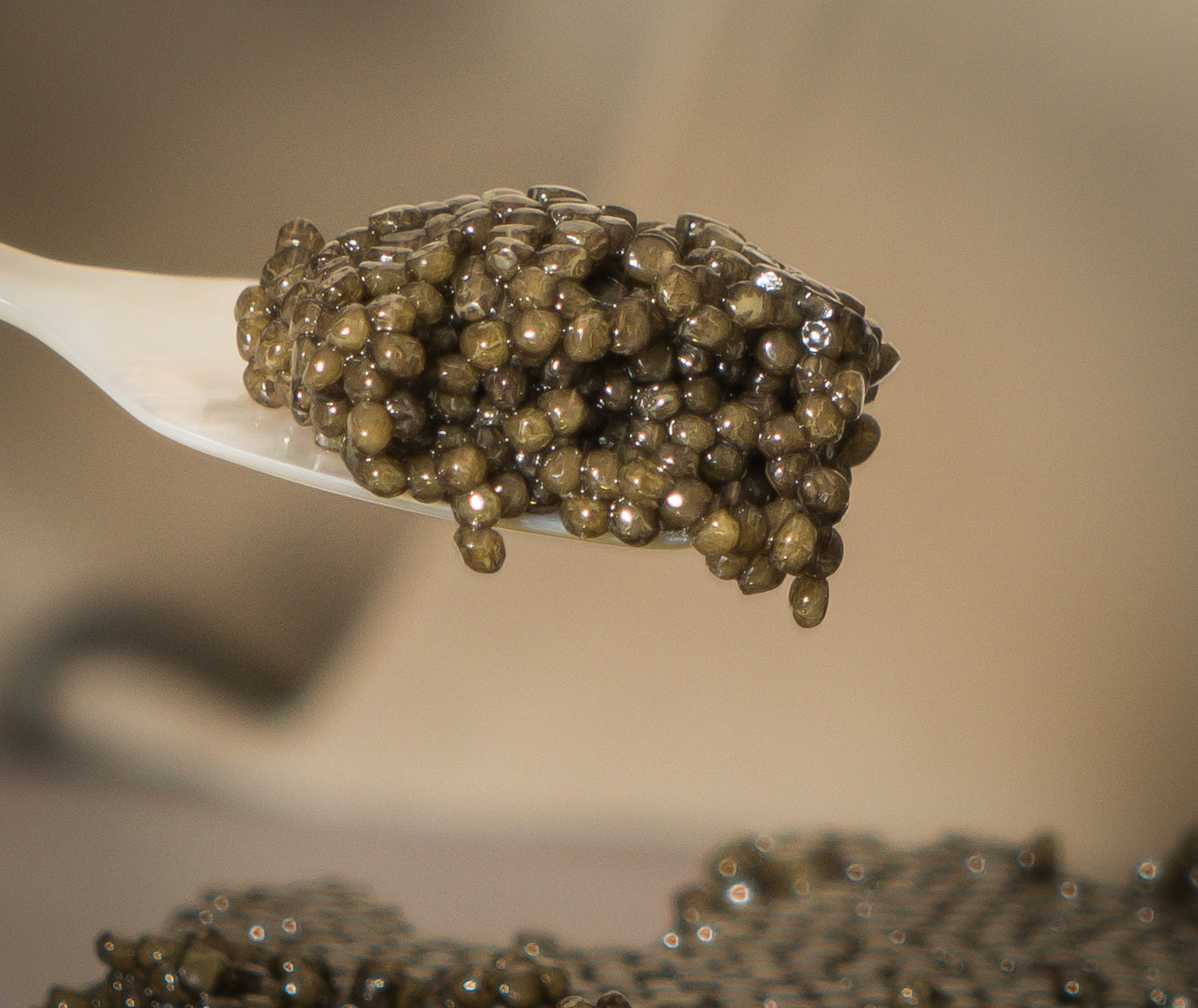 Browne Trading Company | Fresh Seafood & Caviar | Overnight Delivery