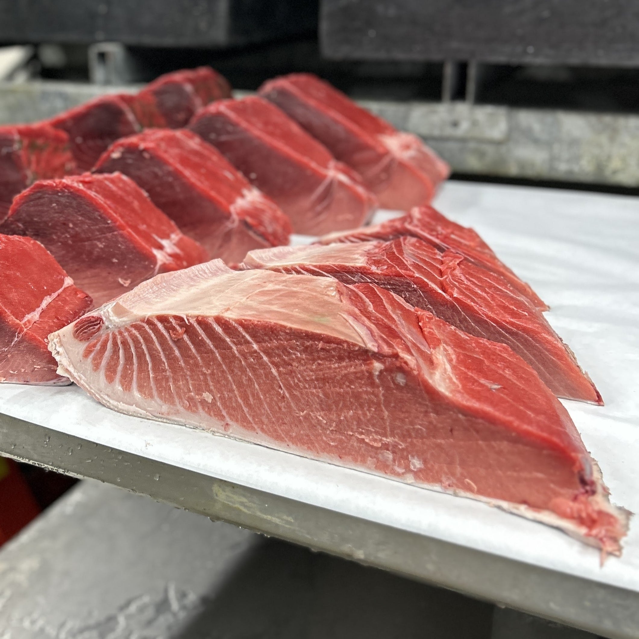 Maine Bluefin Toro | Browne Trading Company