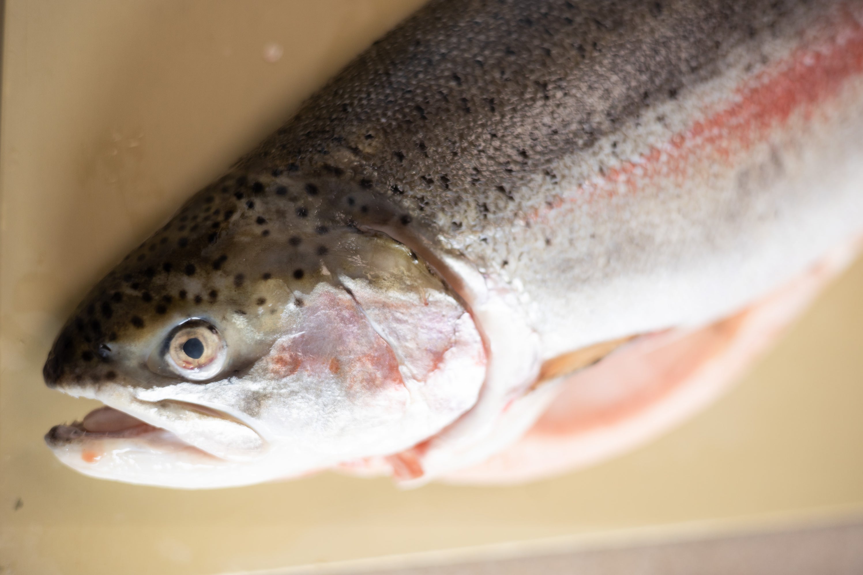 Scottish Sea Trout - Fresh Fillet - Buy Online - Next Day Delivery