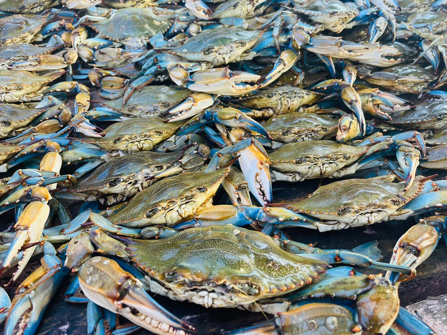Soft Shell Crab | Browne Trading Company