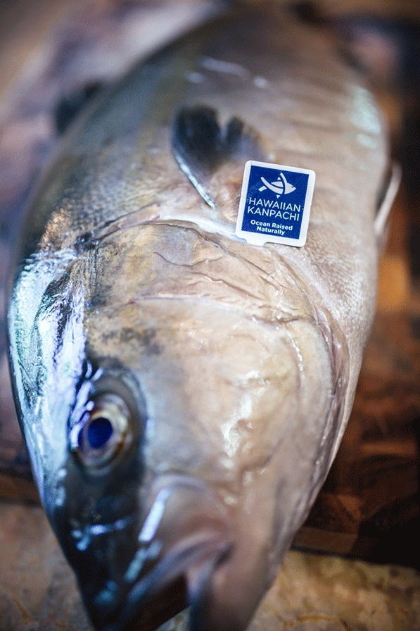 Hawaiian Kanpachi - Fresh Sushi Grade Fish Available Whole or Side ...