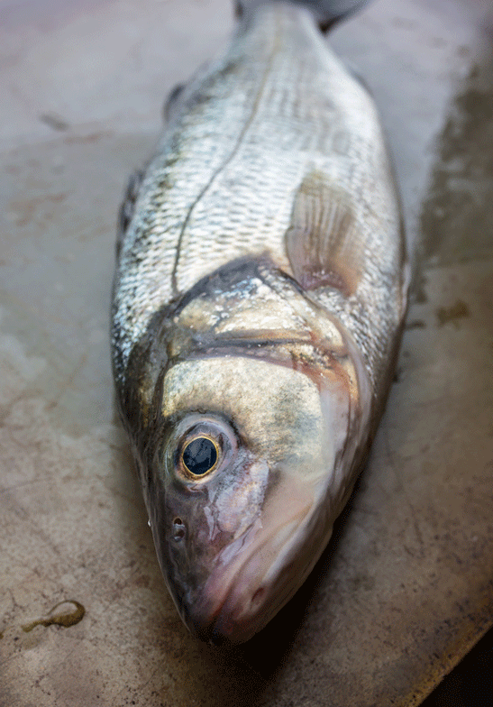 Spanish Sea Bass - Whole Fish & Fillet - Buy Online - Next Day De ...