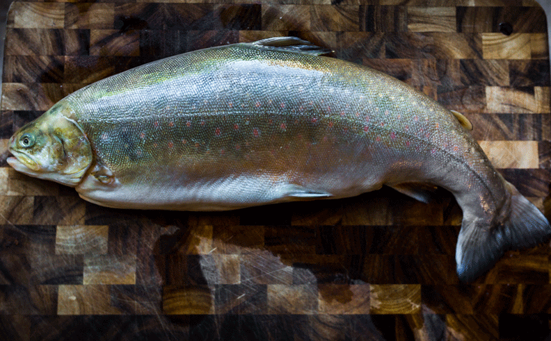 Arctic Char | Browne Trading Company