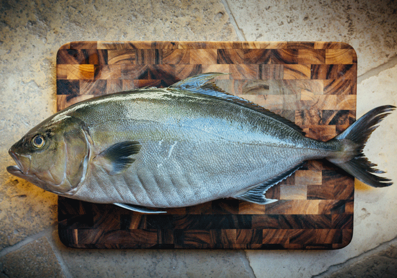 Hawaiian Kanpachi - Fresh Sushi Grade Fish Available Whole or Side ...