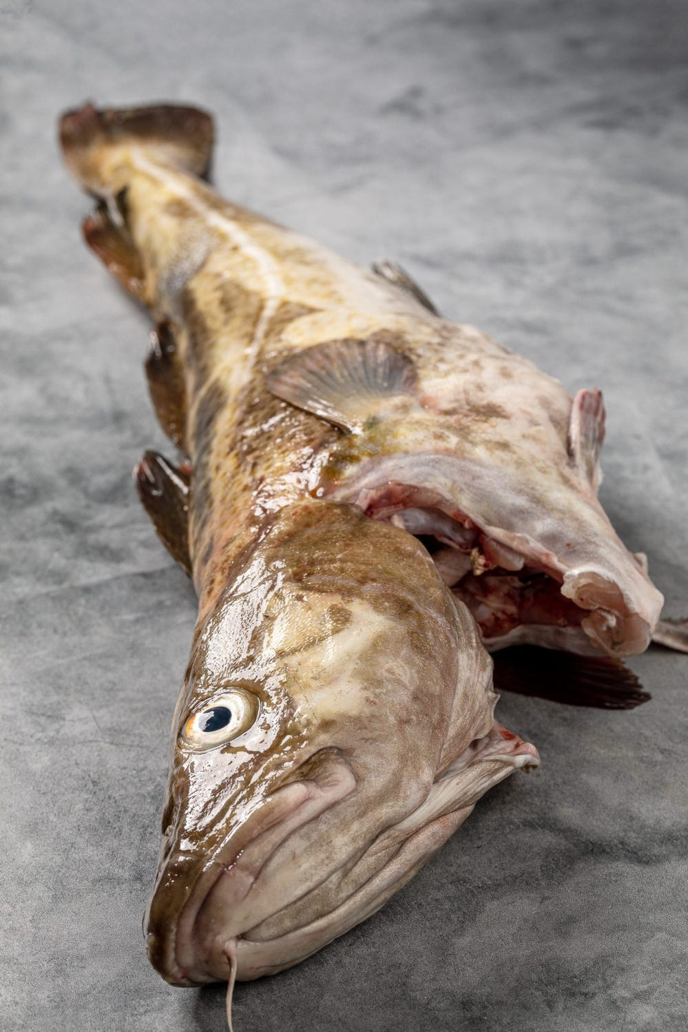 Maine Cod | Browne Trading Company