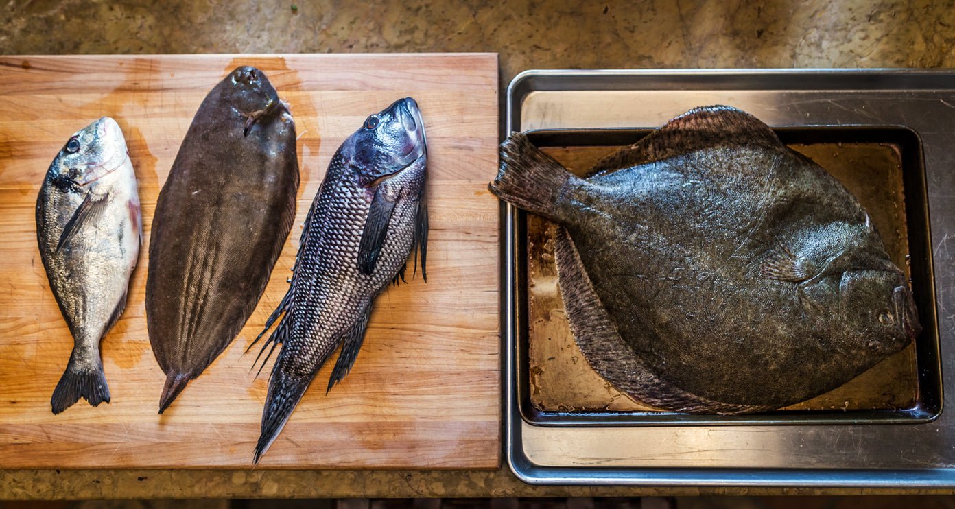 European Turbot | Browne Trading Company