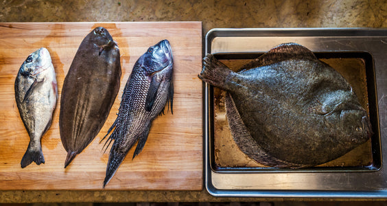 Turbot - Whole Fish & Fillet - Buy Online - Next Day Delivery