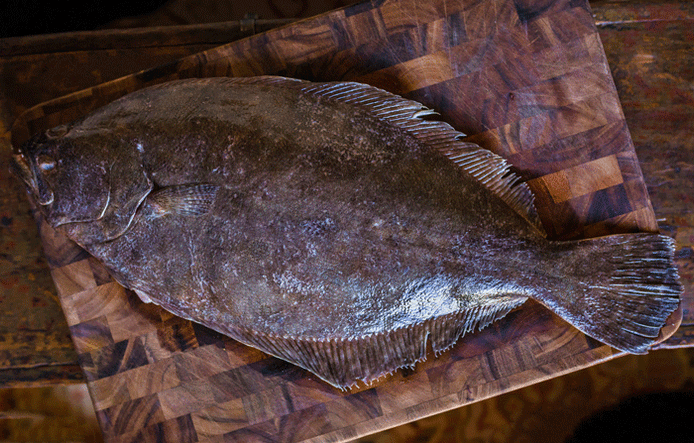fluke flounder | Browne Trading Company